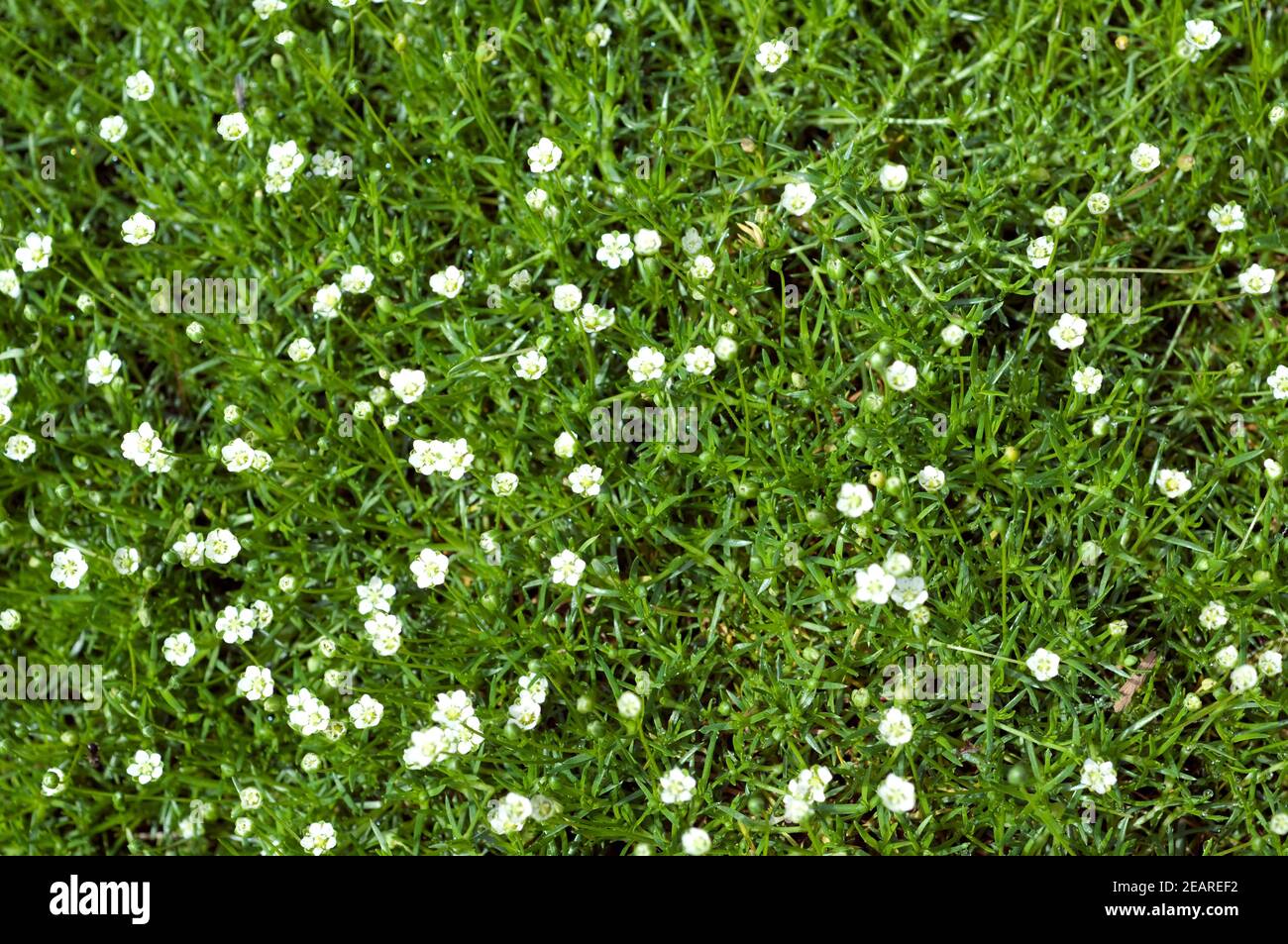 Sternmoos High Resolution Stock Photography and Images - Alamy