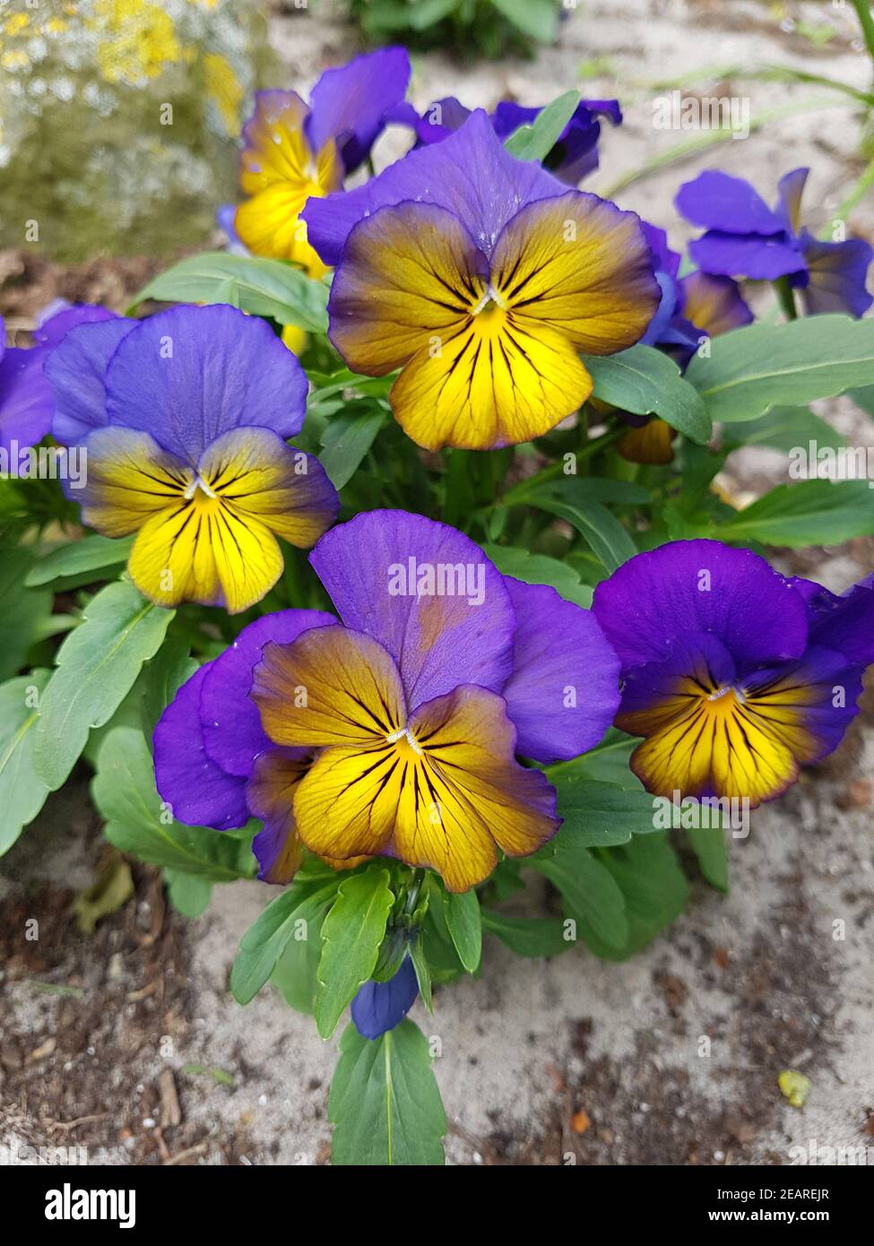 Horn-Veilchen, Viola cornuta Stock Photo - Alamy