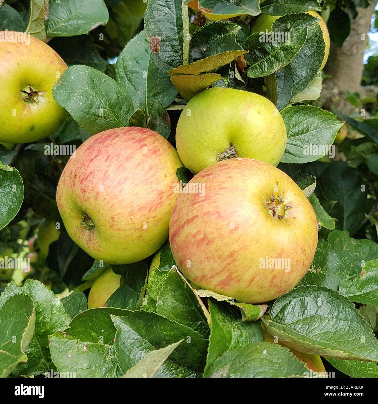 Hansa prinz hi-res stock photography and images - Alamy