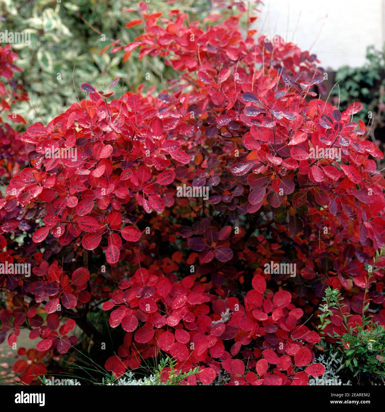 Das Letzte Blatt High Resolution Stock Photography and Images - Alamy