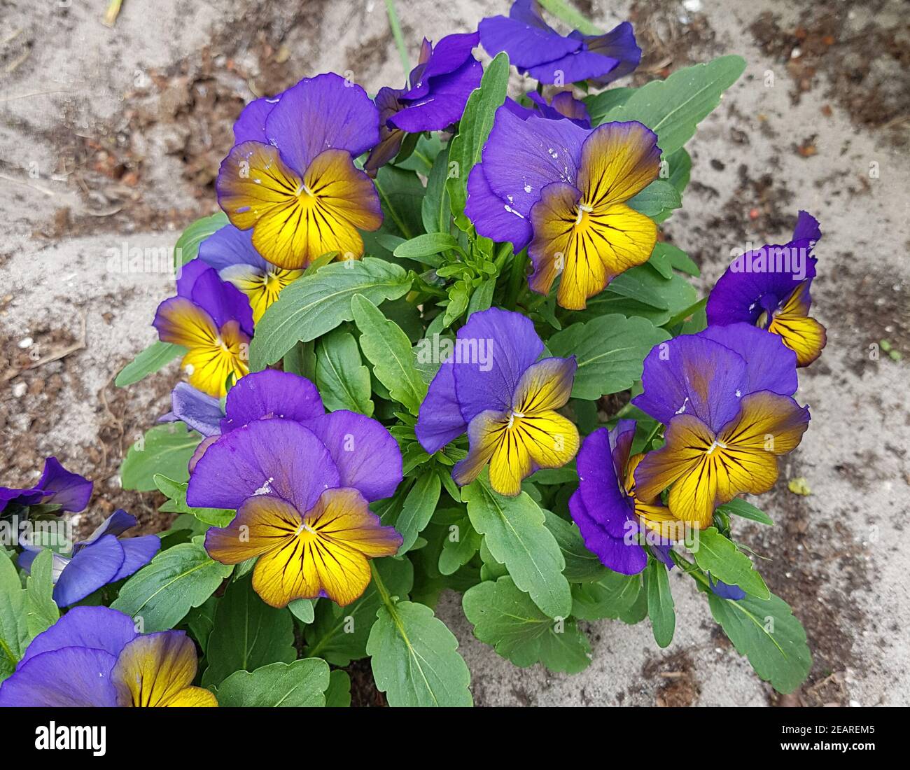 Horn veilchen viola cornuta hi-res stock photography and images - Alamy