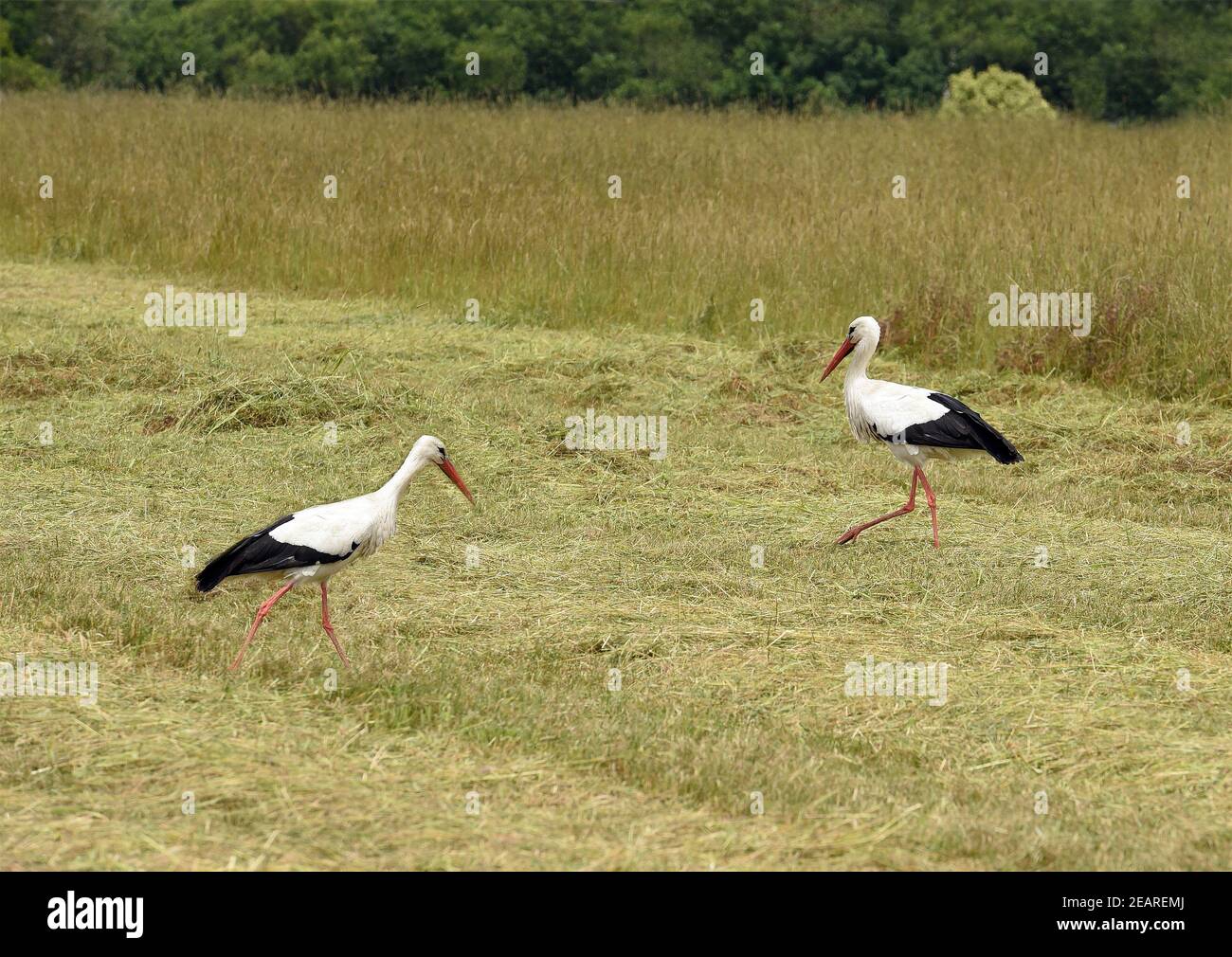 Stoerche hi-res stock photography and images - Alamy
