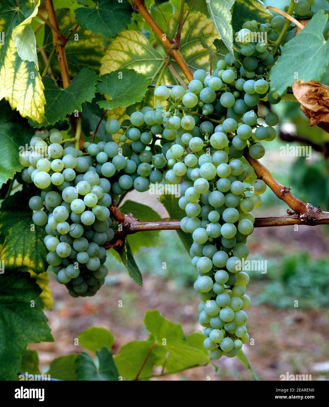 Tokaji hi-res stock photography and images - Alamy
