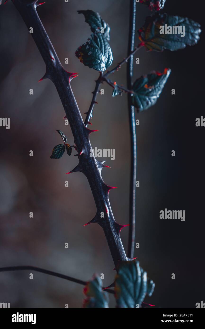 dry bramble plant in the nature Stock Photo - Alamy