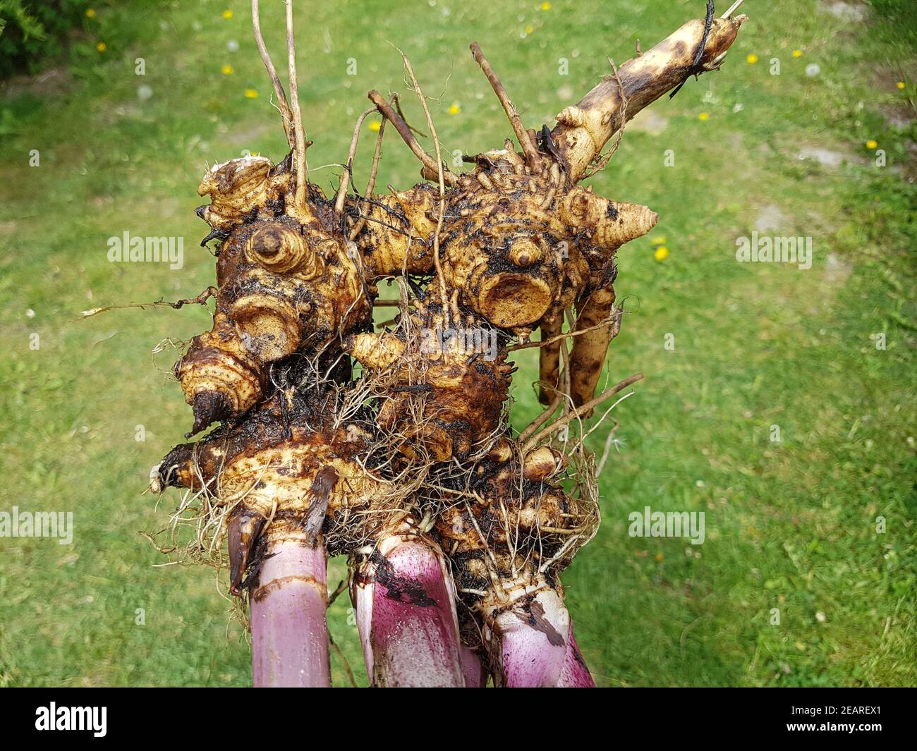 Rhizom hi-res stock photography and images - Alamy