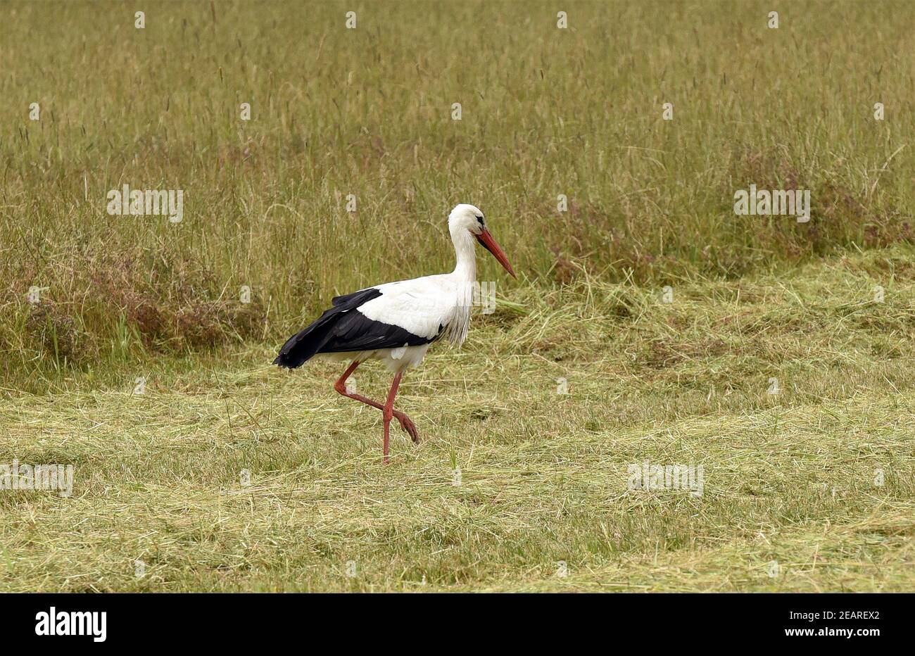 Stoerche hi-res stock photography and images - Alamy