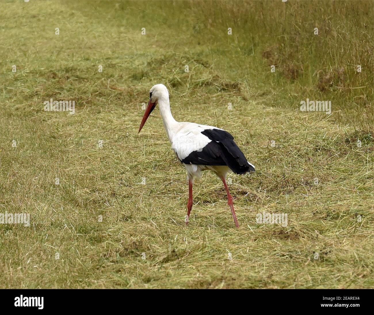 Weiß storch hi-res stock photography and images - Alamy