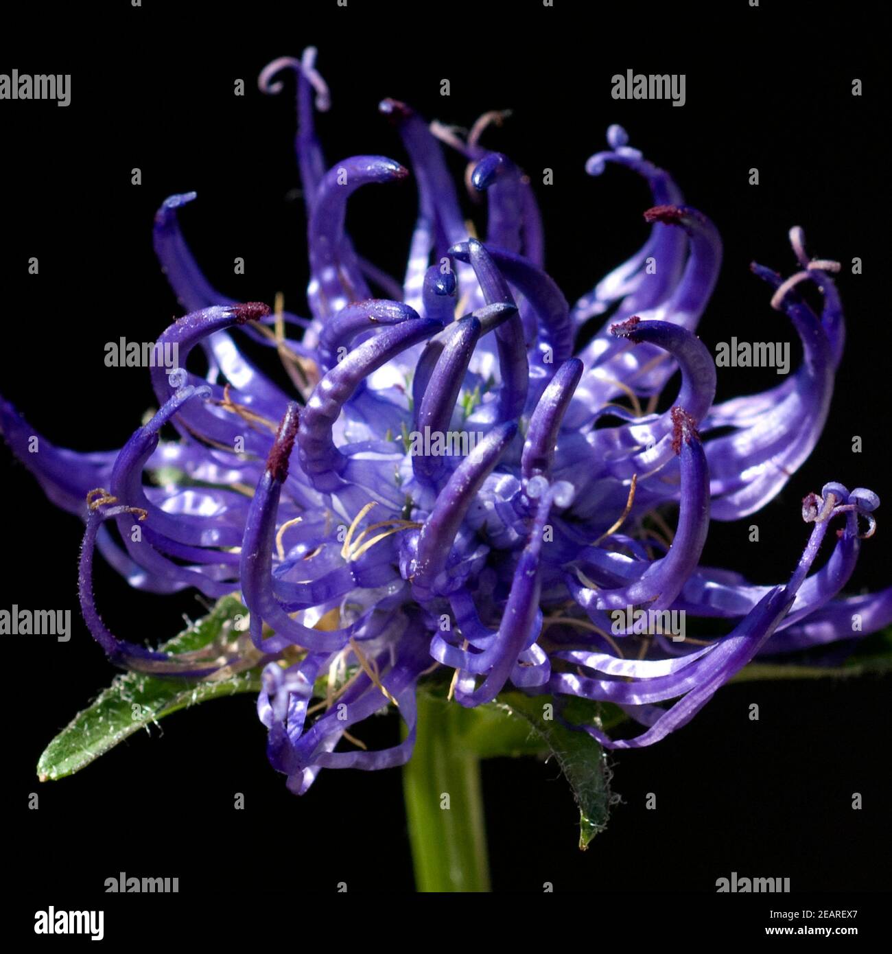 Halbkugelige Rapunzel Phyteuma hemisphaericum Stock Photo - Alamy