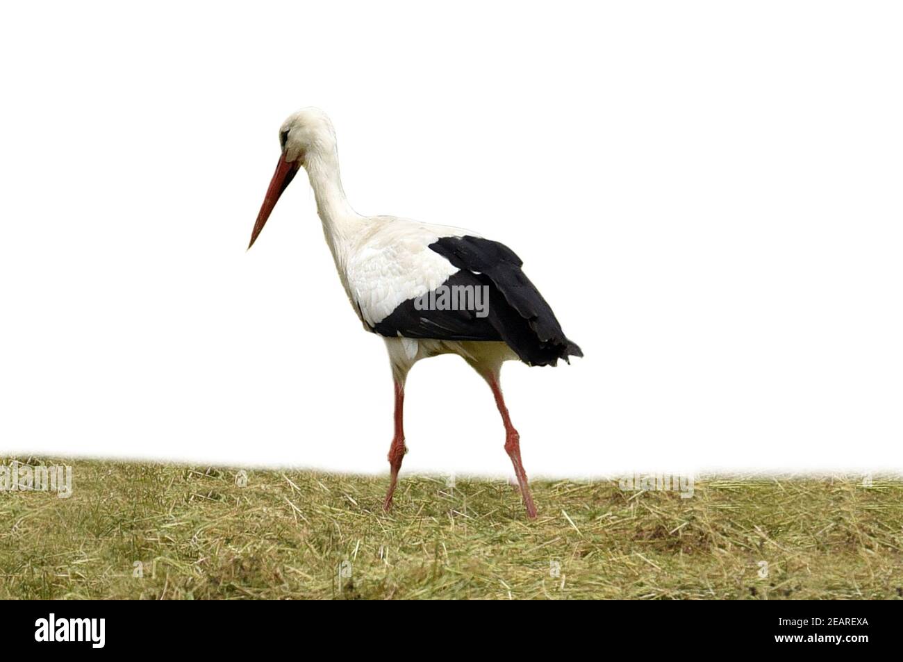 Vogel storch hi-res stock photography and images - Alamy