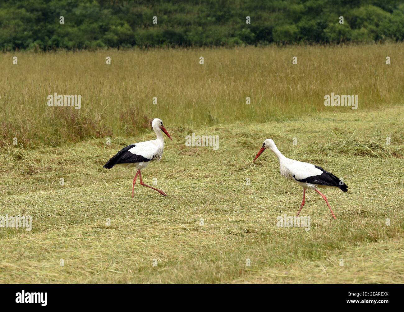 Stoerche hi-res stock photography and images - Alamy