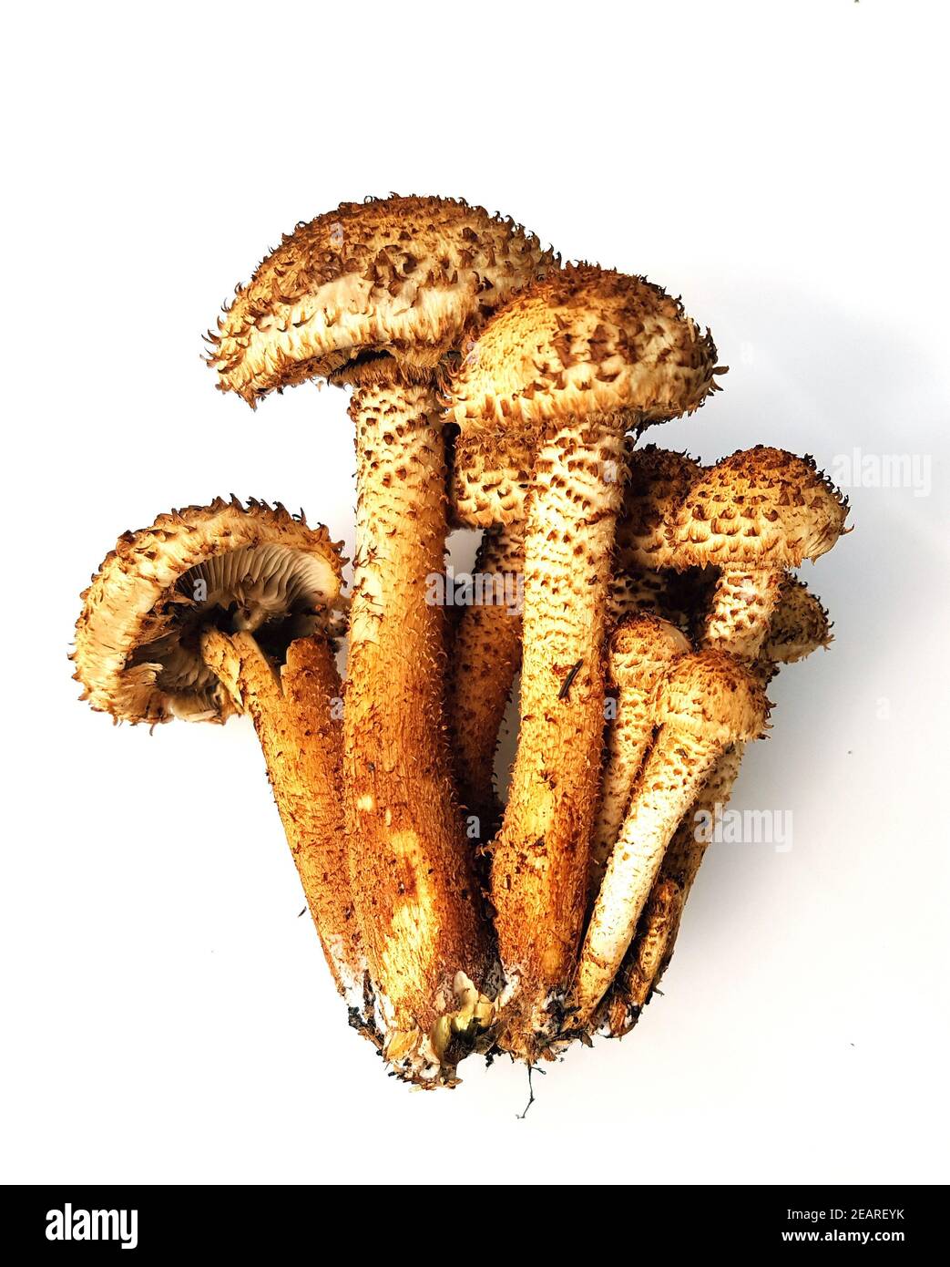 Hallimasch hi-res stock photography and images - Alamy