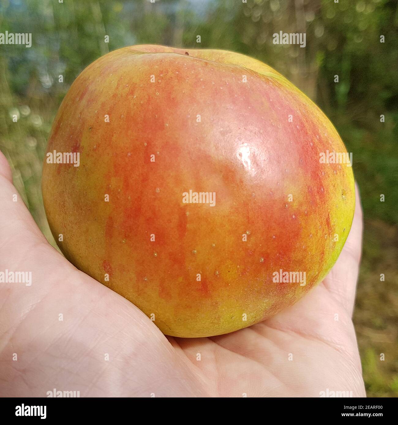 Peter apfelbaum hi-res stock photography and images - Alamy