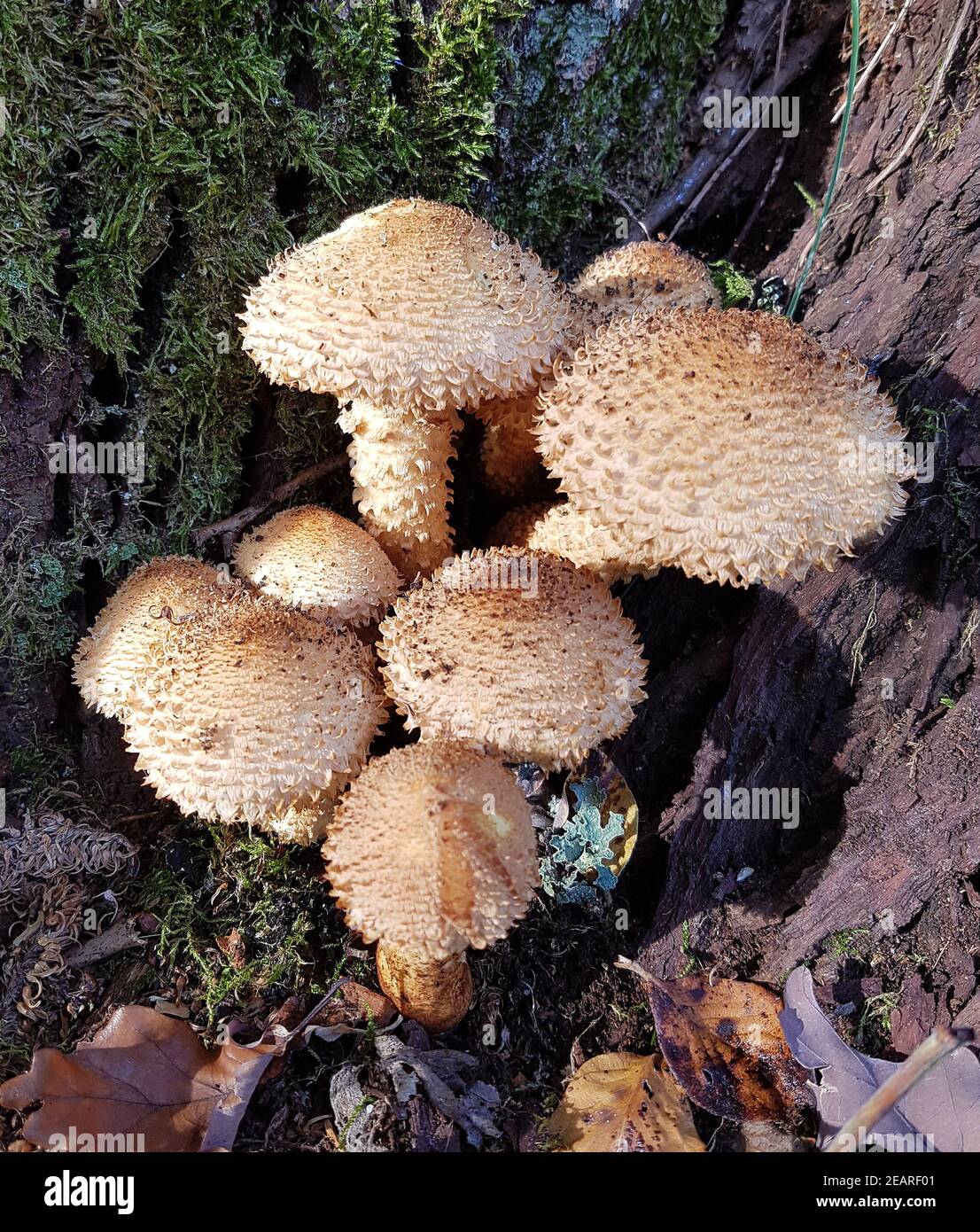 Hallimasch hi-res stock photography and images - Alamy