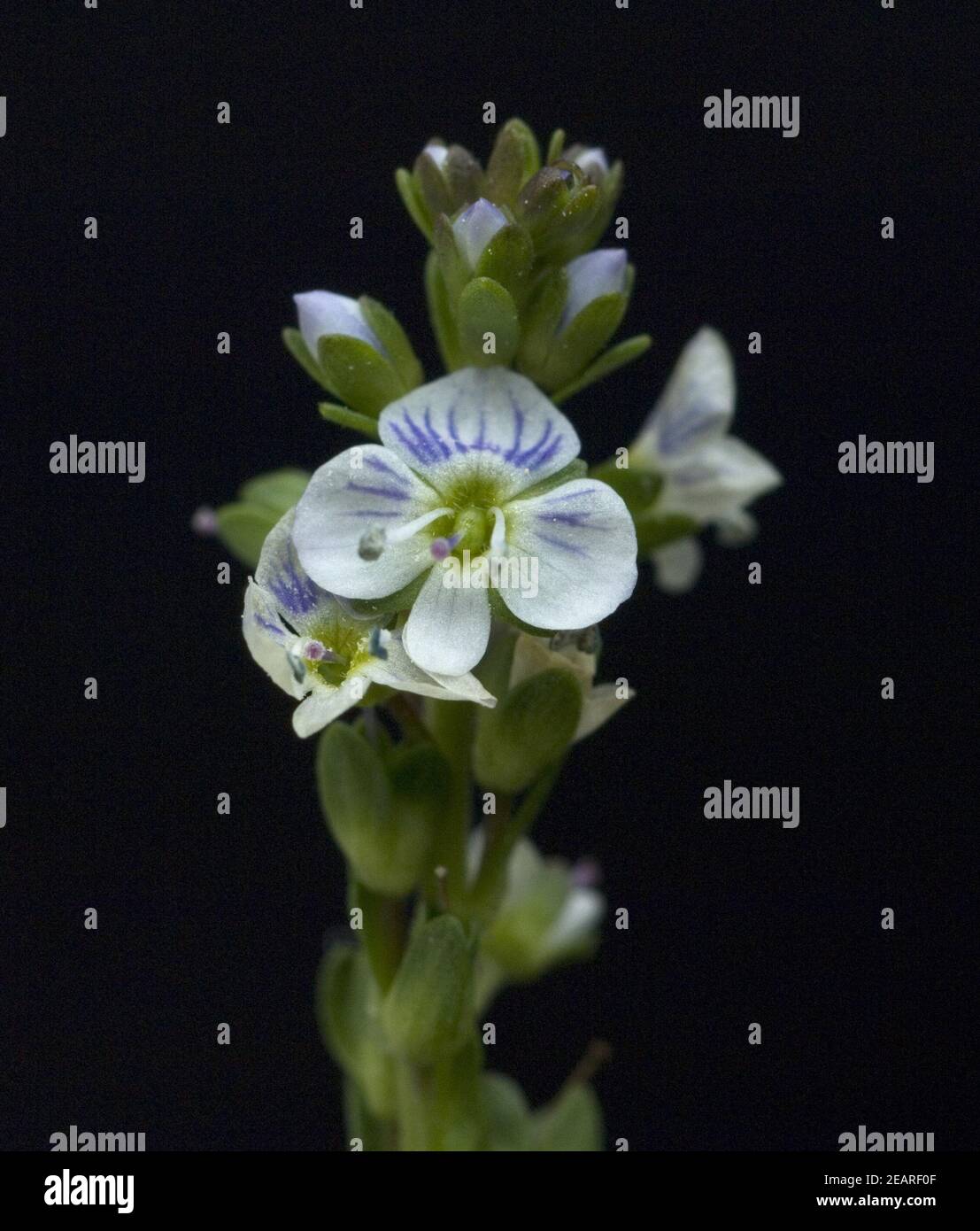 Persischer Ehrenpreis, Veronica, persica Stock Photo - Alamy