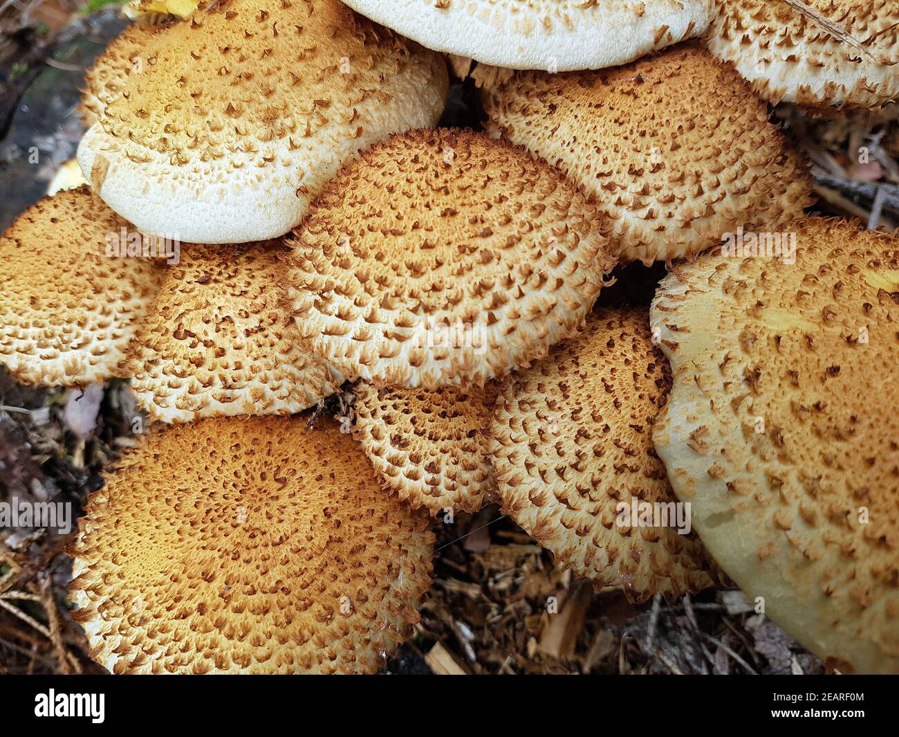 Hallimasch hi-res stock photography and images - Alamy