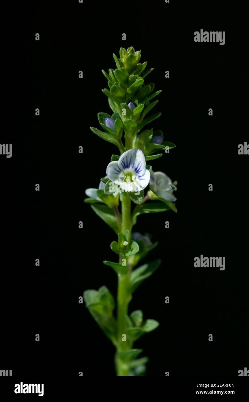 Persischer Ehrenpreis, Veronica, persica Stock Photo - Alamy
