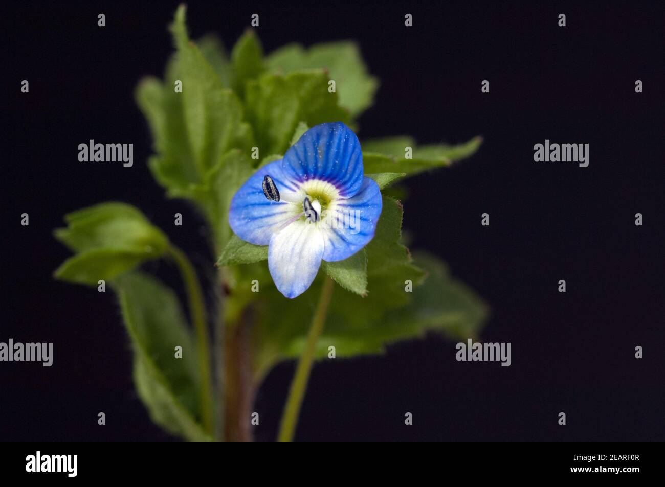 Persischer Ehrenpreis, Veronica, persica Stock Photo - Alamy