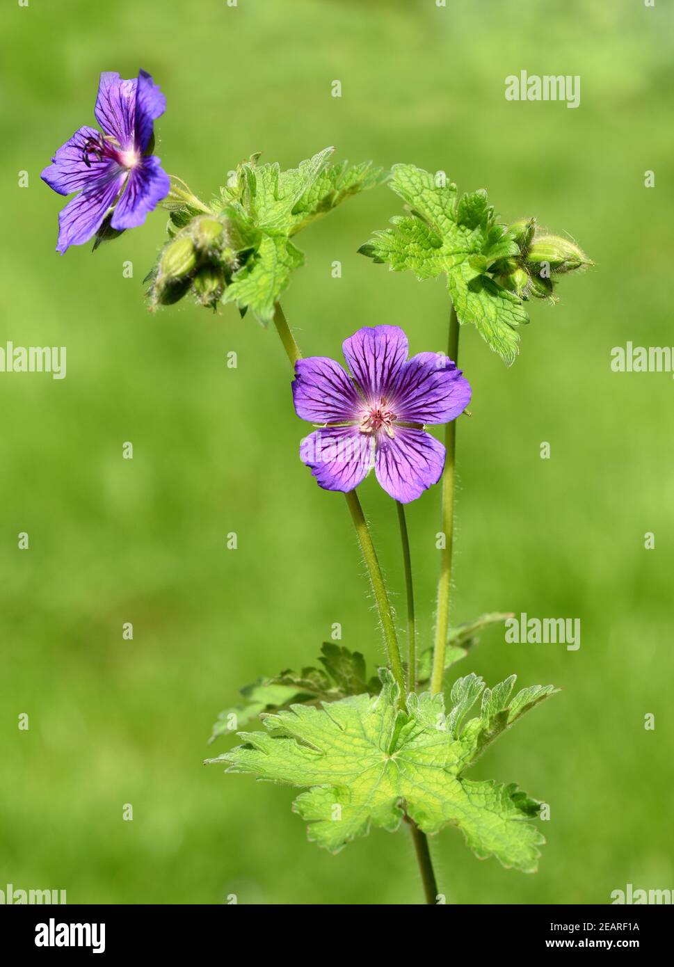 Geranium magnificum hi-res stock photography and images - Alamy