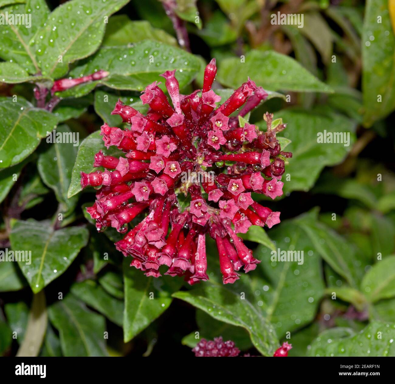 Cestrum Fasciculatum Newellii