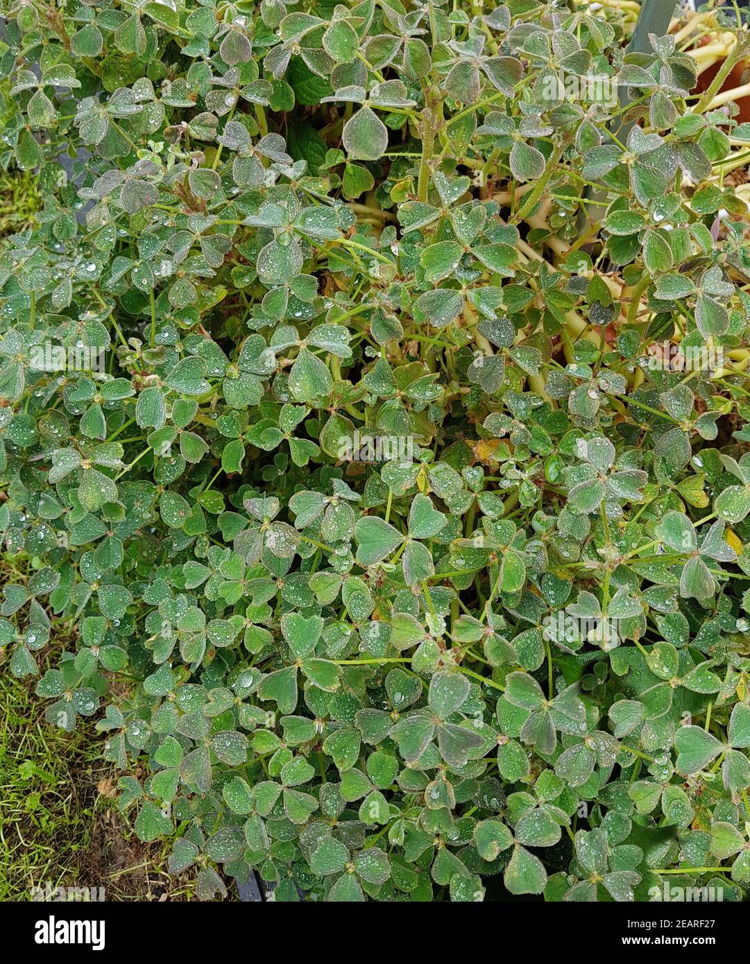 Peruanischer, Sauerklee, Knollige, Oxalis, tuberosa Stock Photo - Alamy