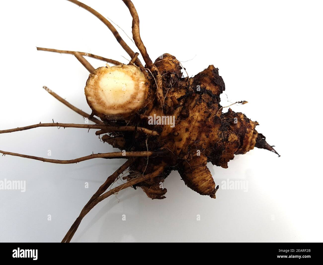 Rhizom wasserpflanze hi-res stock photography and images - Alamy