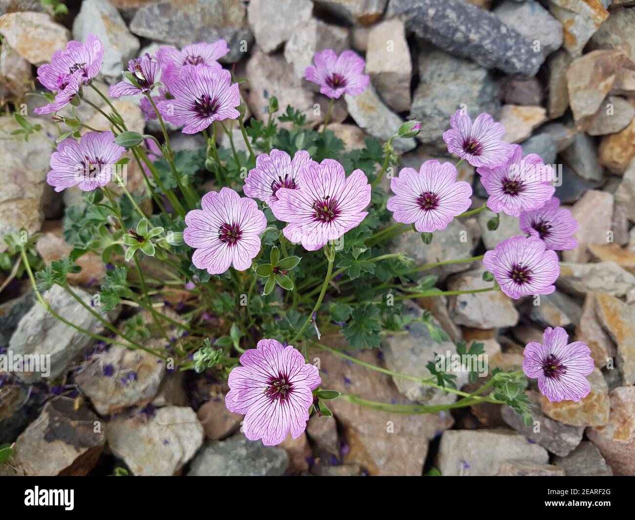 Geranium Magnificum High Resolution Stock Photography and Images - Alamy