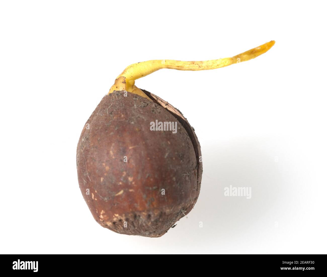 Haselnuss Keimling, Corylus avellana Stock Photo - Alamy