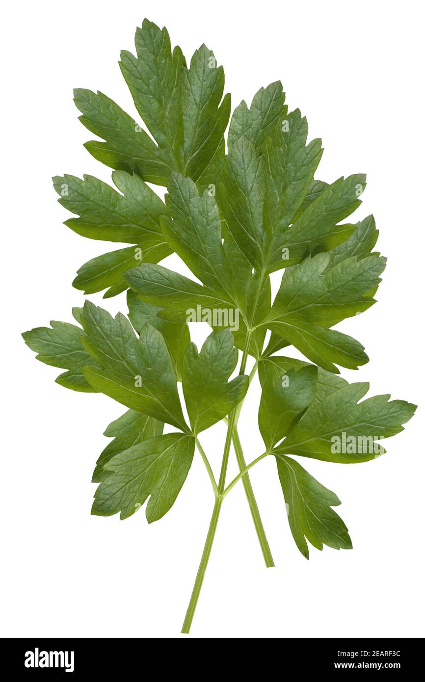 Glatte petersilie Cut Out Stock Images & Pictures - Alamy