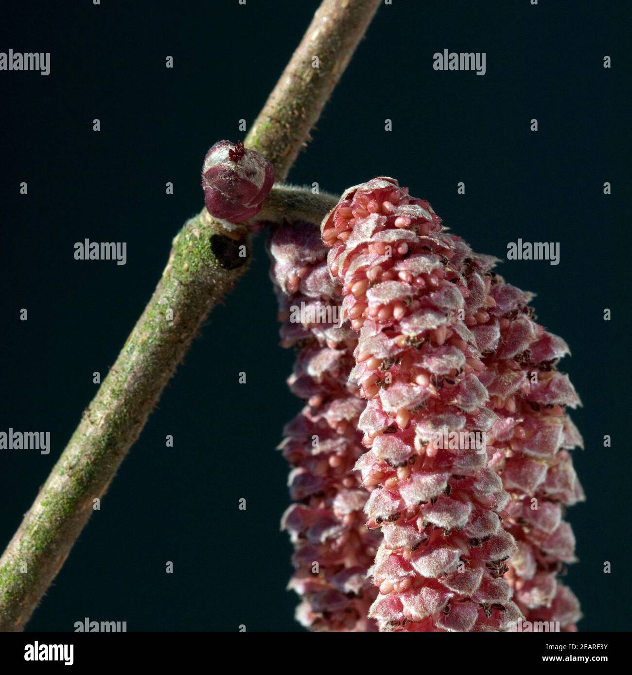 Corylus avellana pollen hi-res stock photography and images - Alamy
