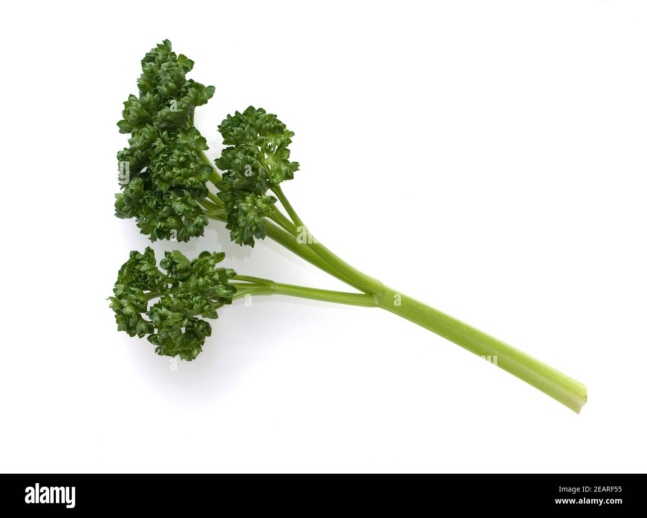 Petersilie hi-res stock photography and images - Alamy