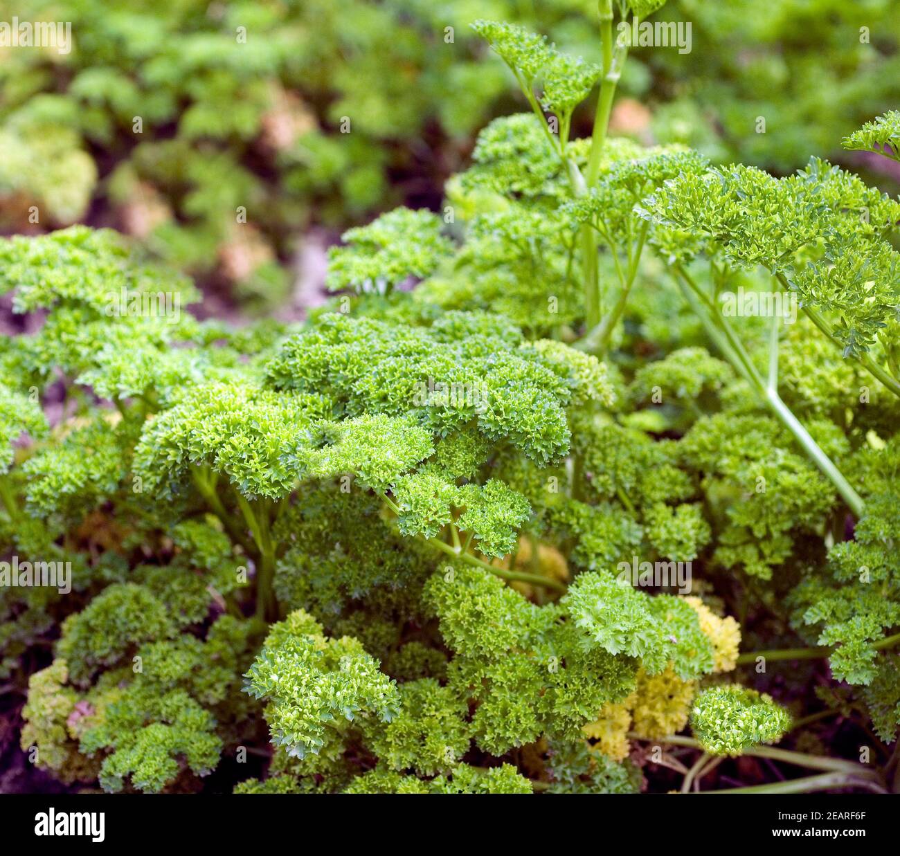 Kra utergarten hi-res stock photography and images - Alamy