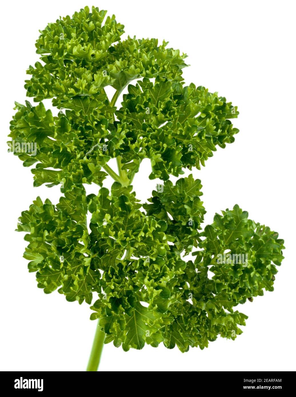 Studio garten Cut Out Stock Images & Pictures - Alamy