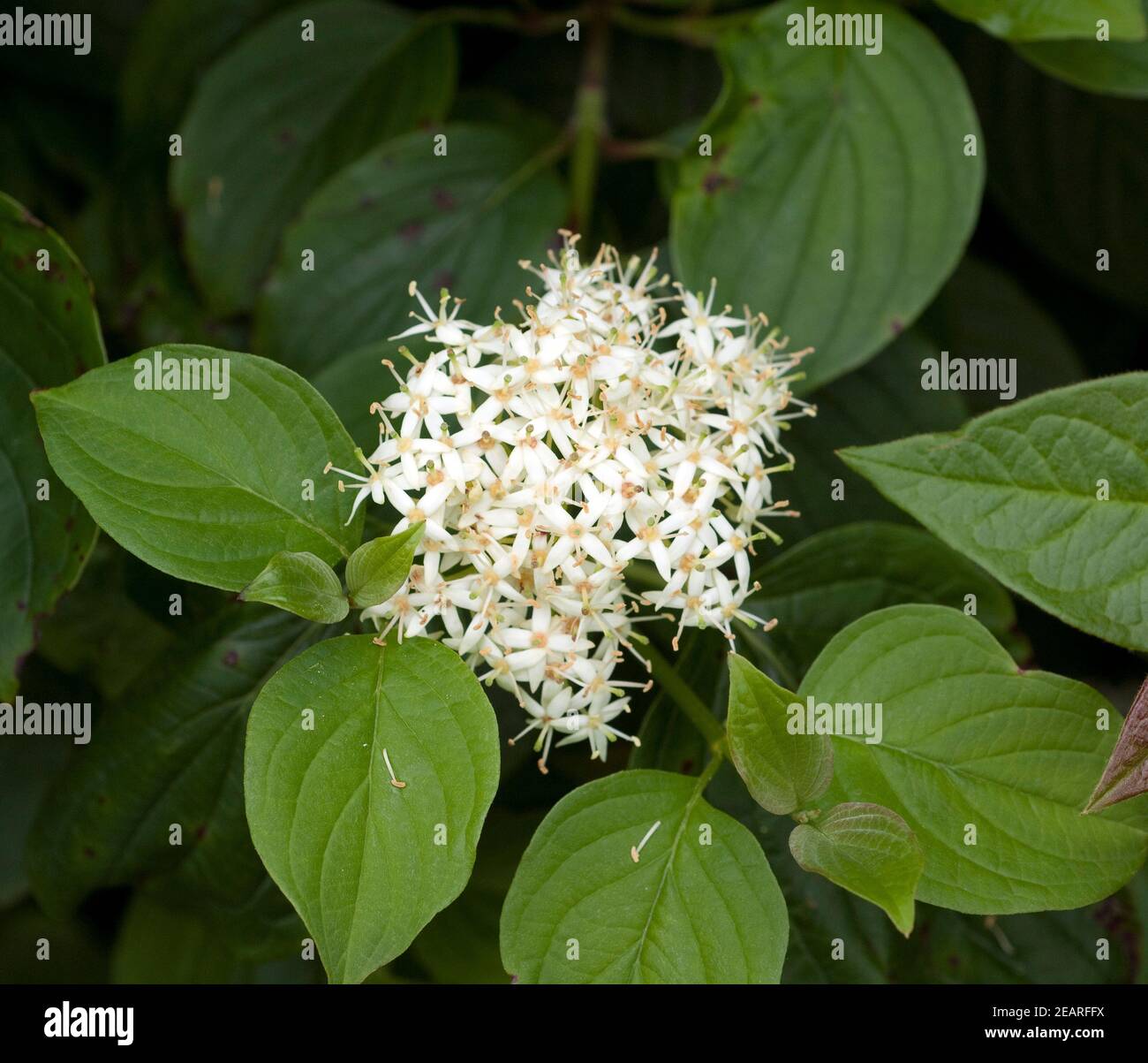 Bluete Hartriegel High Resolution Stock Photography and Images - Alamy