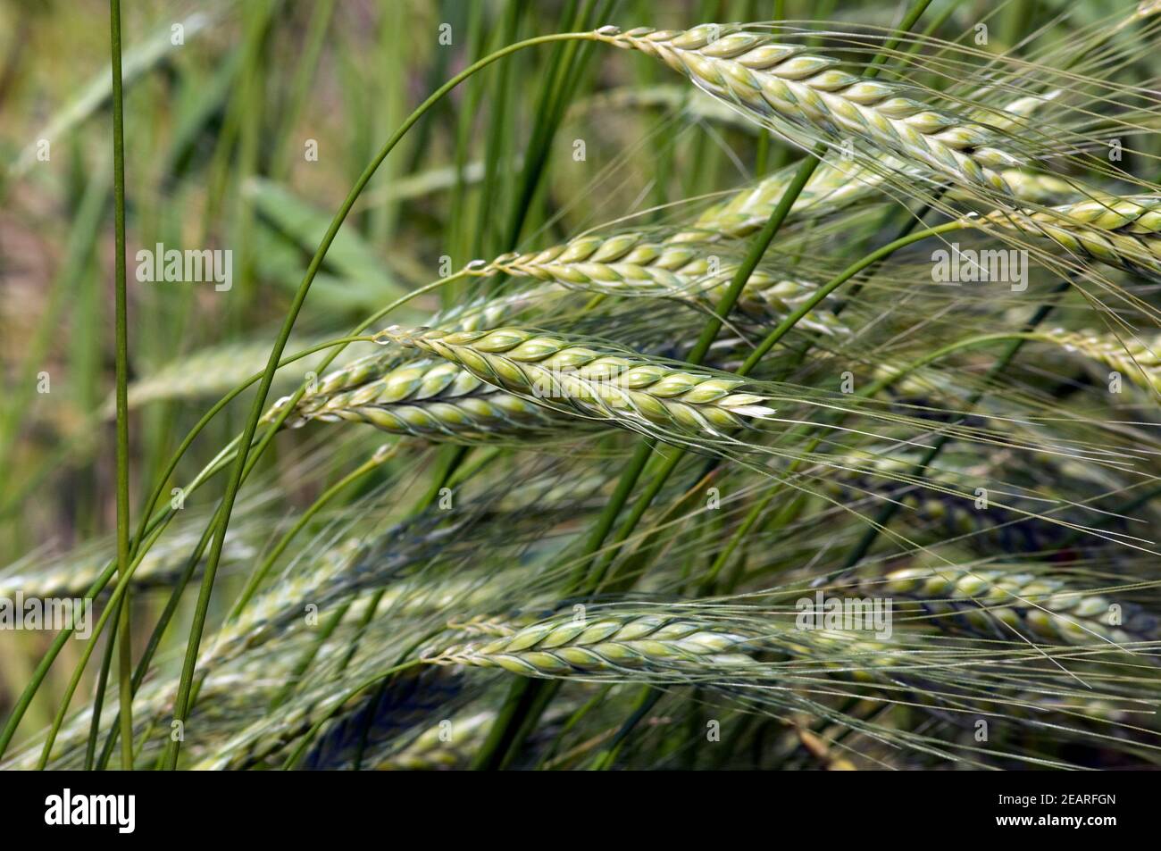 Suegraeser hi-res stock photography and images - Alamy