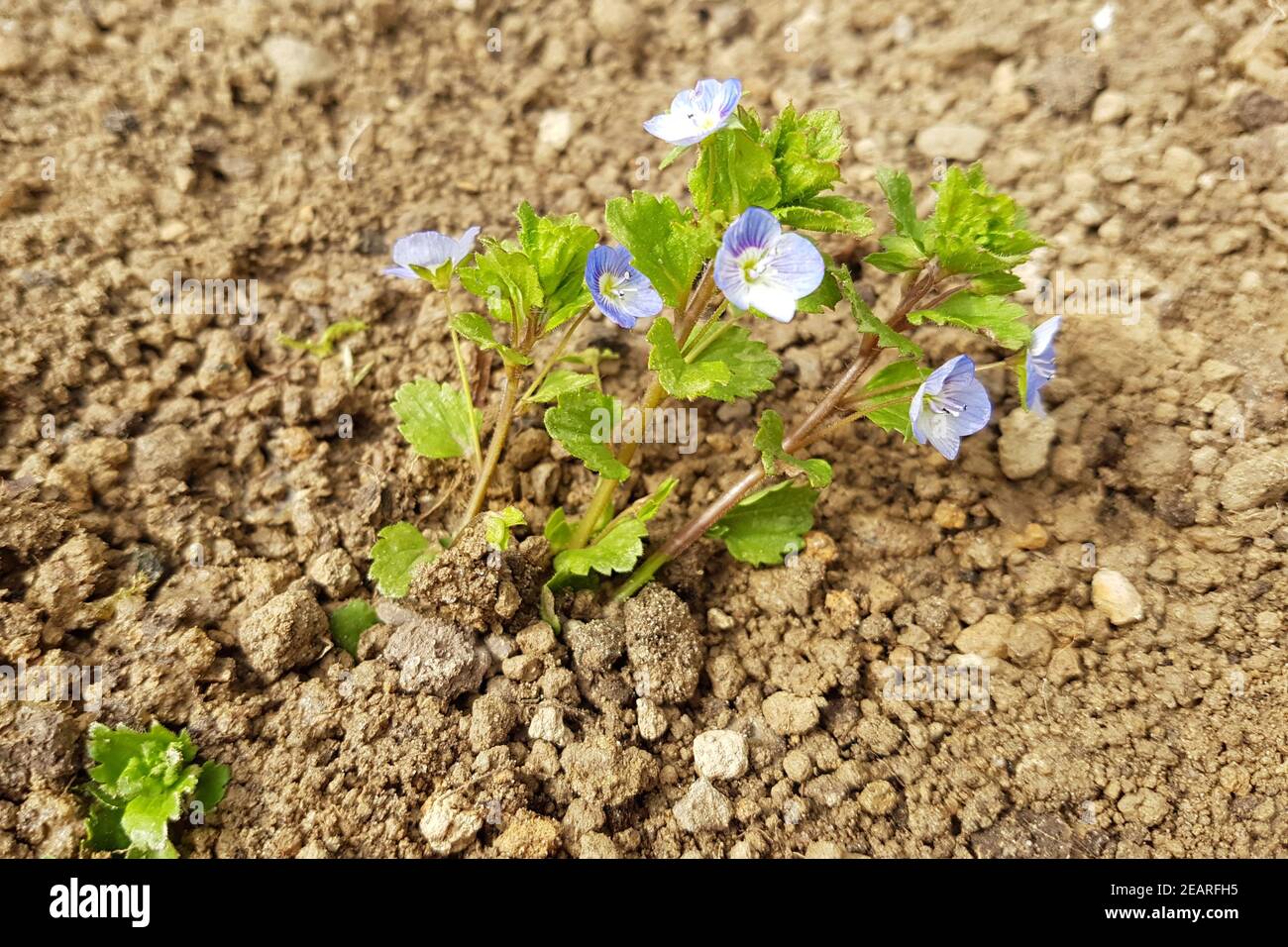 Persischer Ehrenpreis, Veronica, persica Stock Photo - Alamy