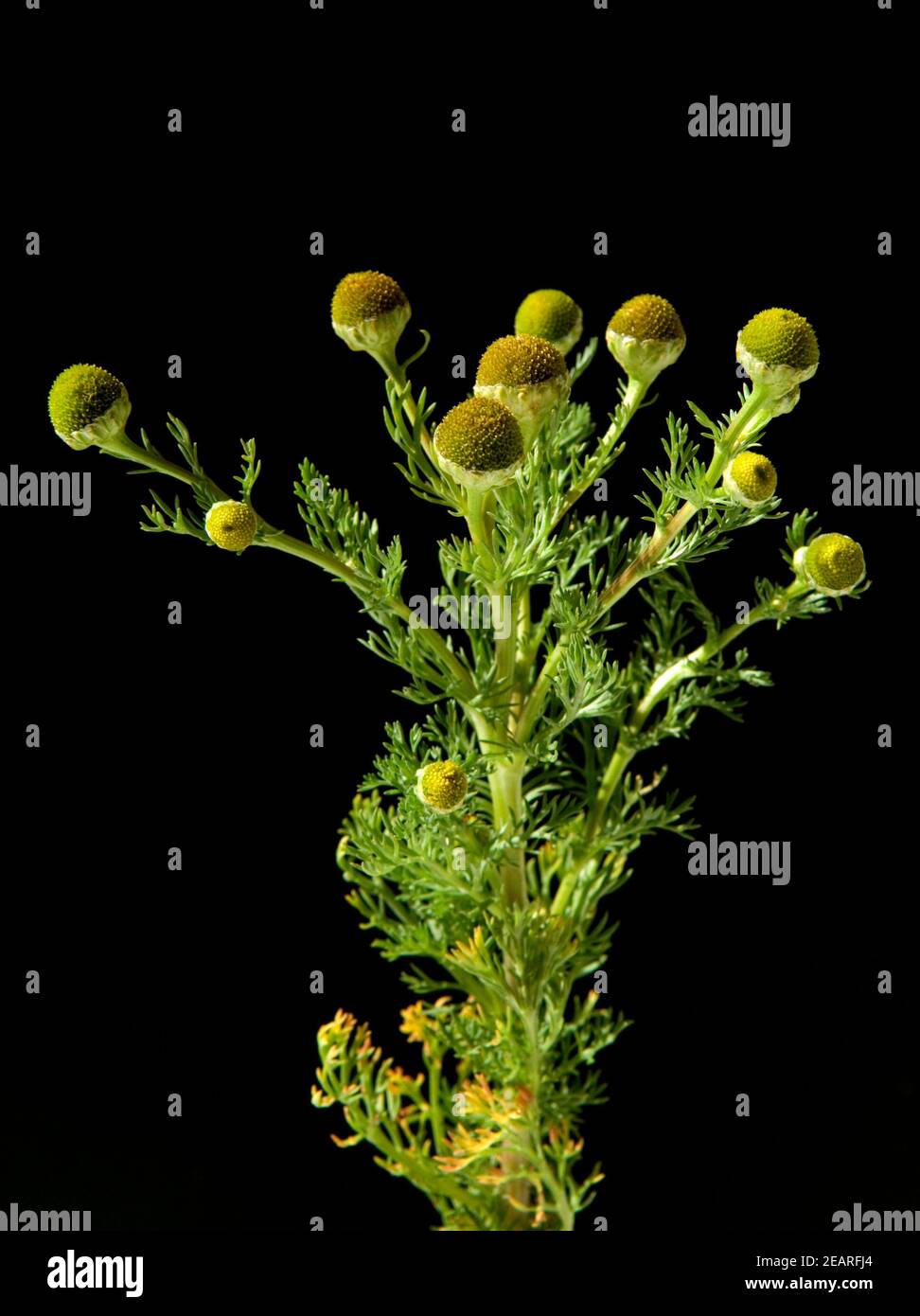 Kamillen hi-res stock photography and images - Alamy