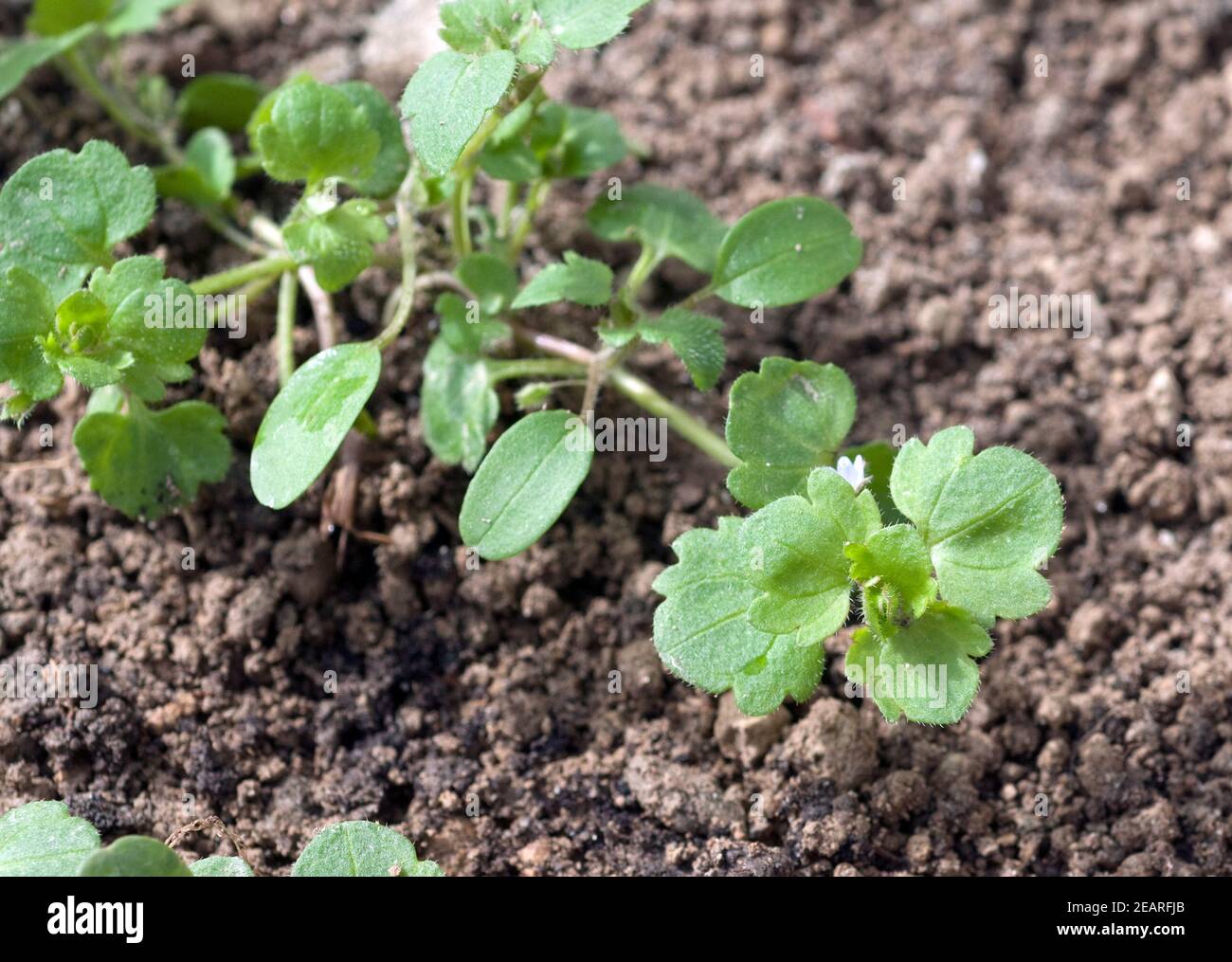 Persischer Ehrenpreis, Veronica, persica Keimling Stock Photo - Alamy