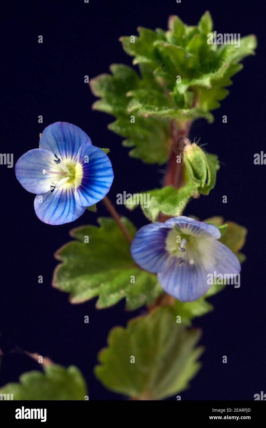 Persischer Ehrenpreis, Veronica, persica Stock Photo - Alamy