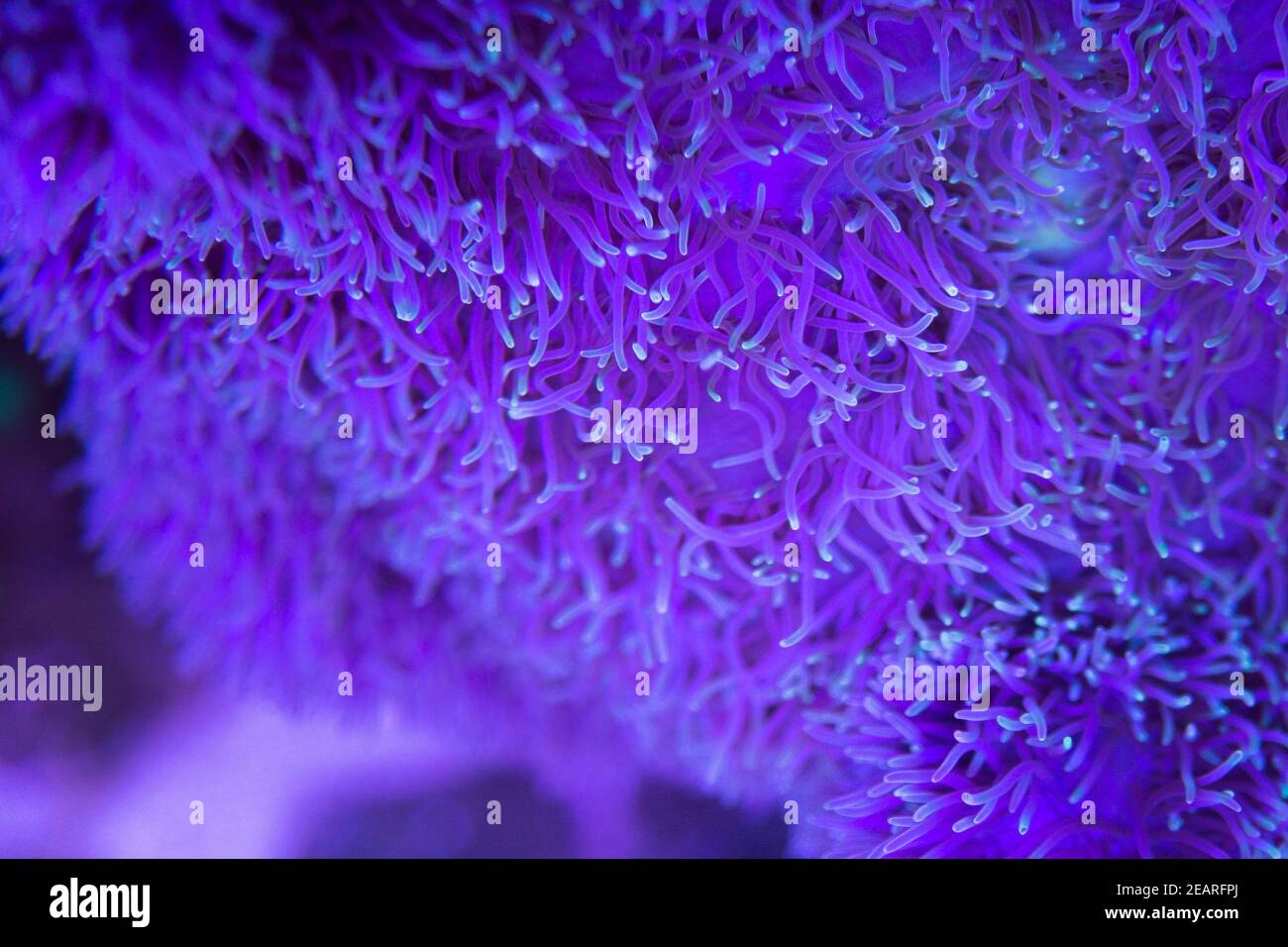 Anemone fish with anemone,Sea anemone and clown fish in marine aquarium ...