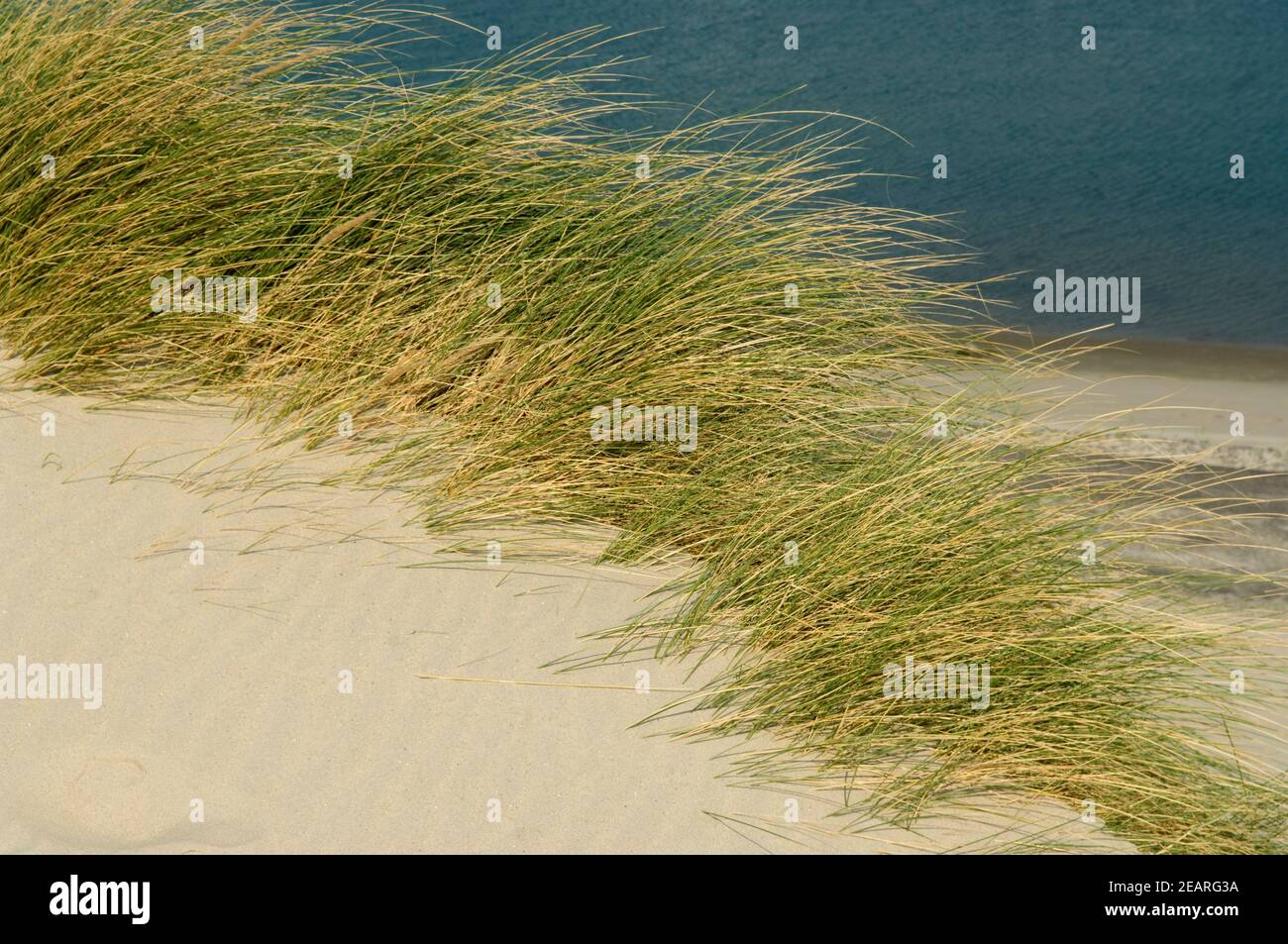 Strandhafer ammophila arenaria hi-res stock photography and images - Alamy