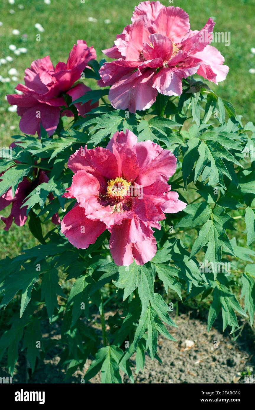 Pfingstrosen hi-res stock photography and images - Alamy