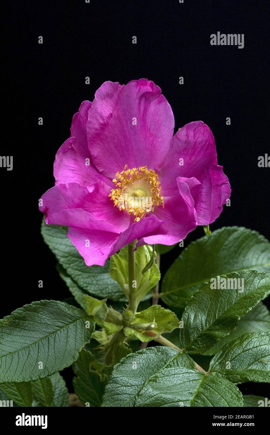 Rosa strauchrosen hi-res stock photography and images - Alamy