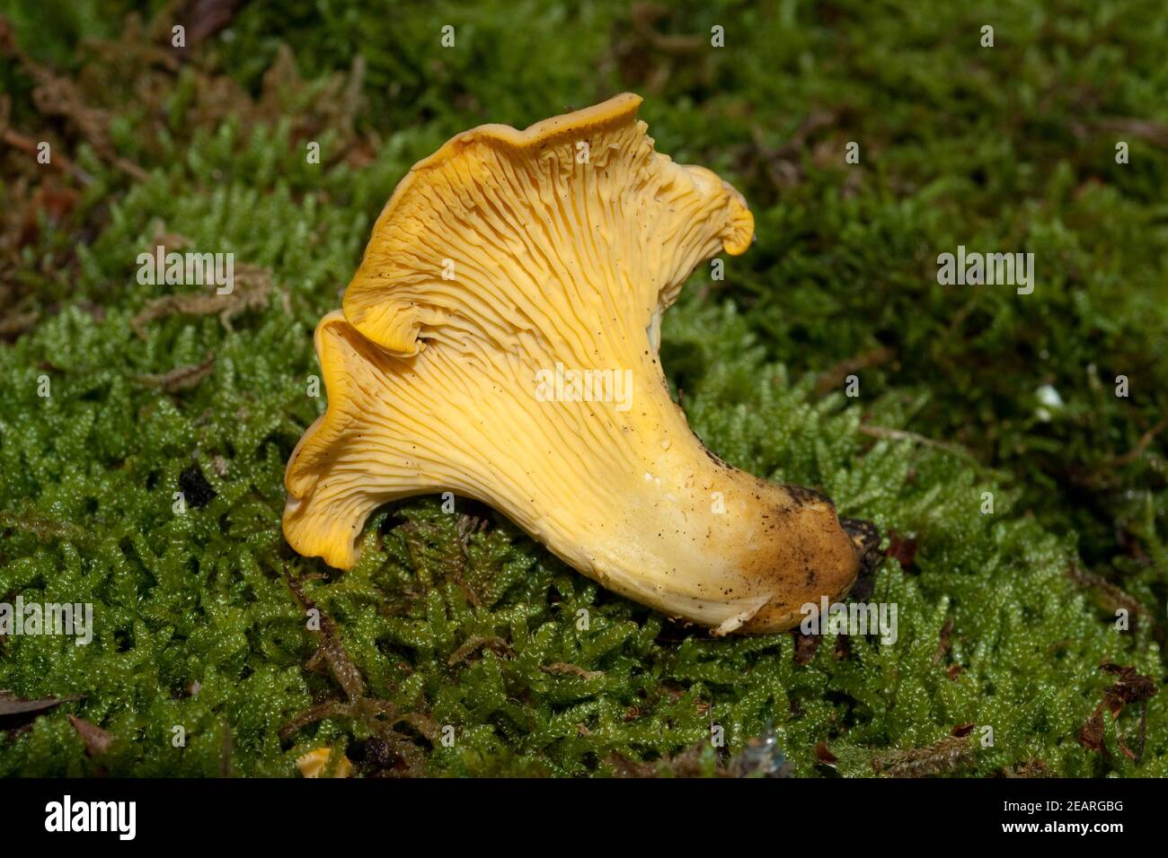 Pfifferlinge hi-res stock photography and images - Alamy