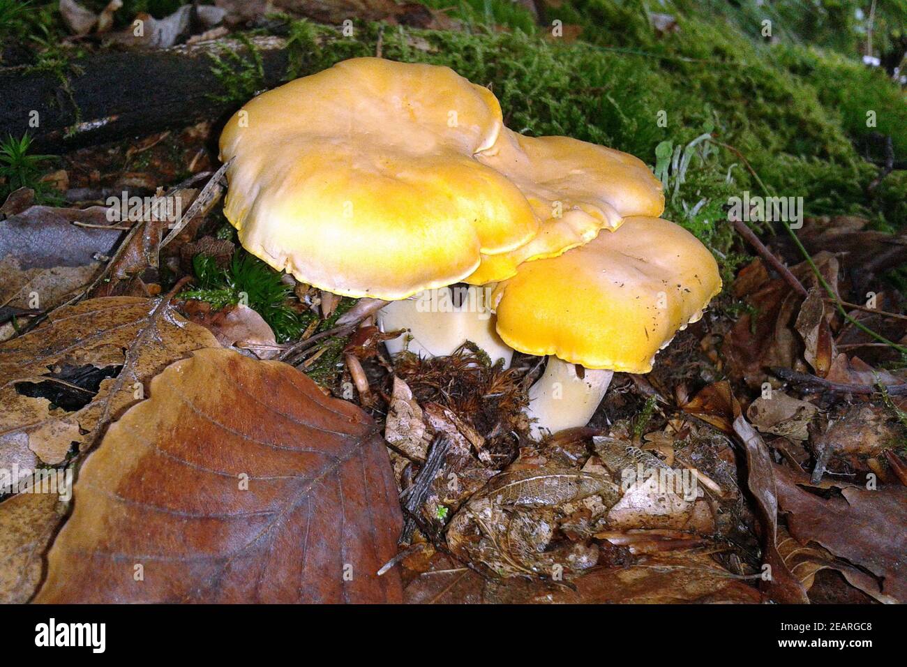 Pfifferlinge hi-res stock photography and images - Alamy