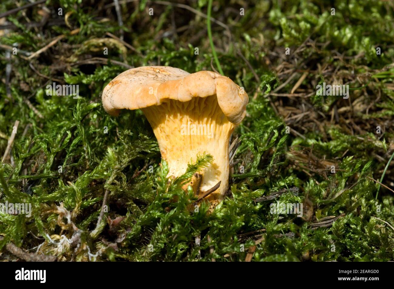 Pfifferlinge Pfifferling Eierschwamm Stock Photo - Alamy