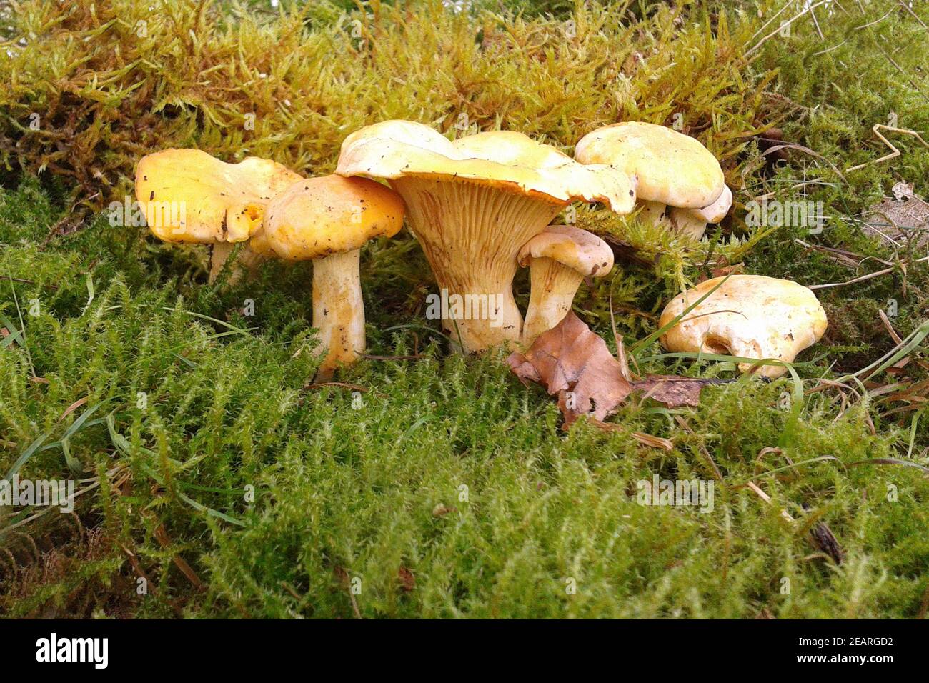 Pfifferlinge hi-res stock photography and images - Alamy
