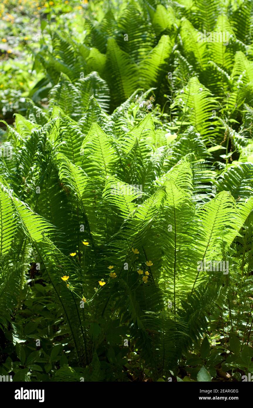 Echter Farn High Resolution Stock Photography and Images - Alamy