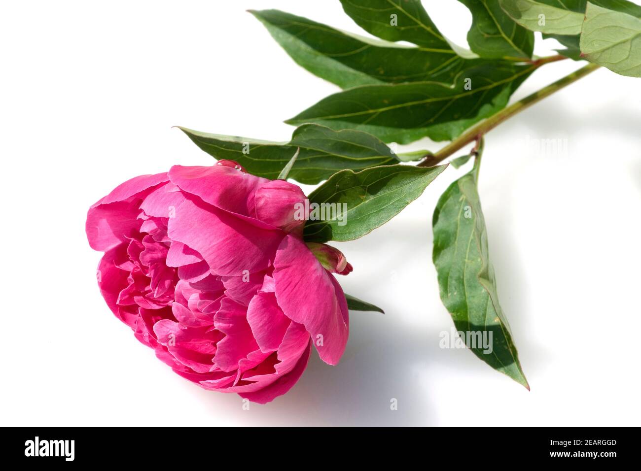 Pfingstrose, Paeonia officinalis Stock Photo - Alamy