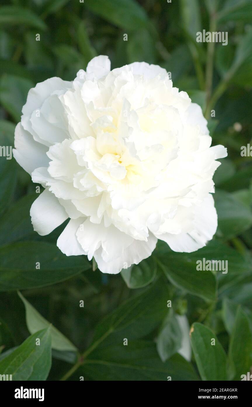 Echte Pfingstrose High Resolution Stock Photography and Images - Alamy