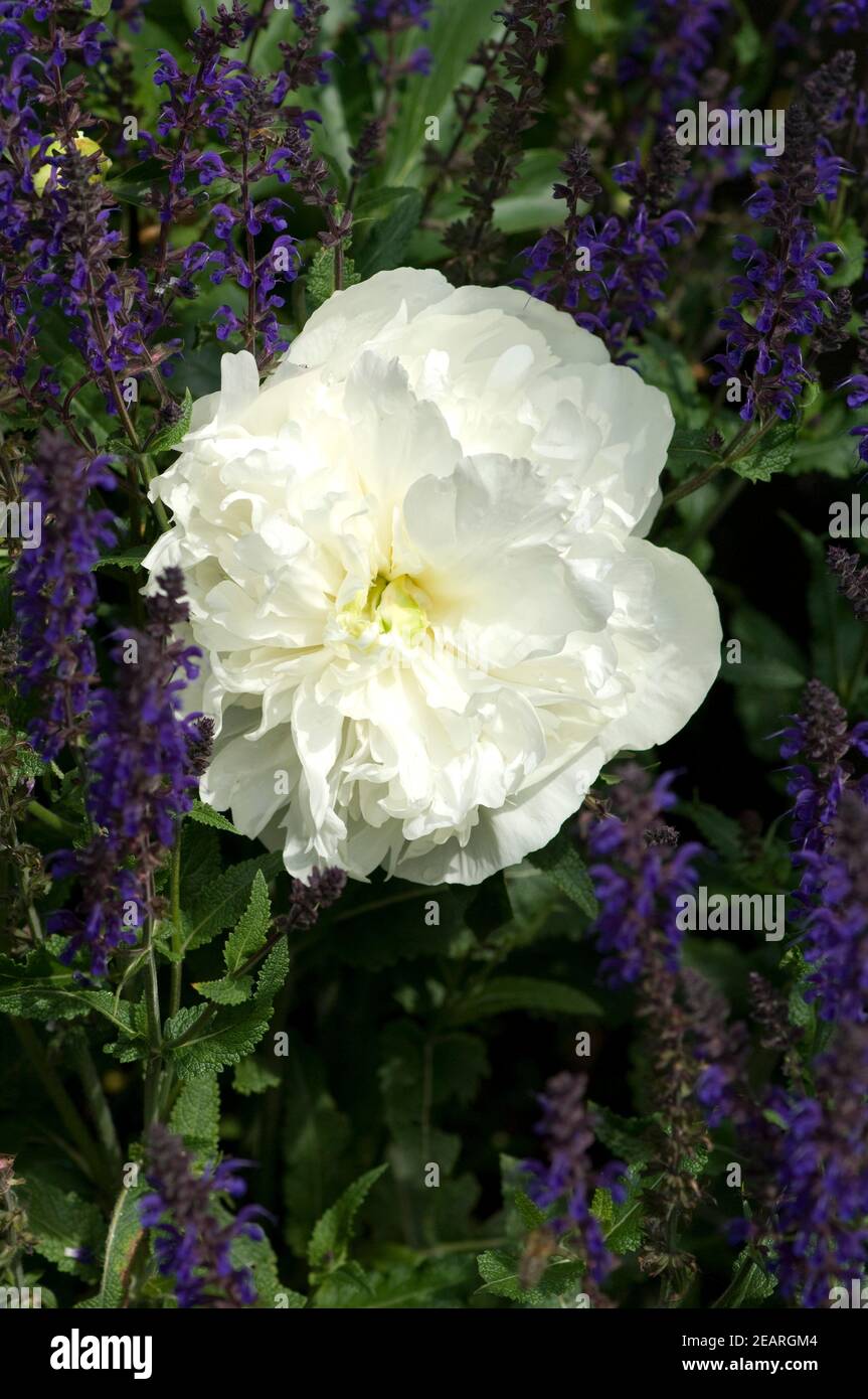 Pfingstrosen hi-res stock photography and images - Alamy